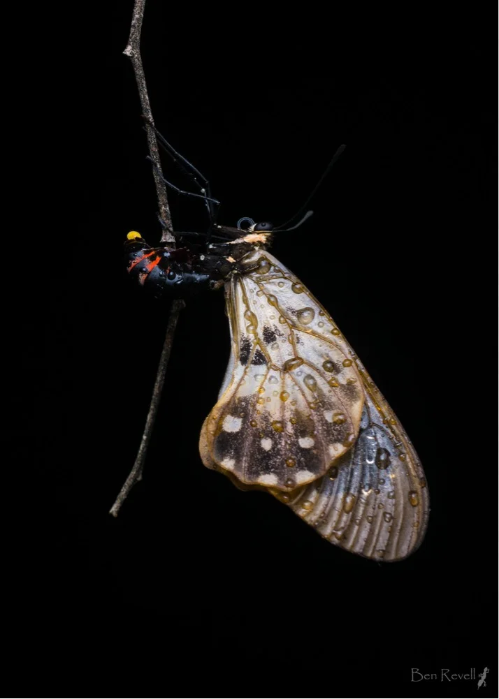 Butterfly and Moth Madness: BioQuest Tips with Ben Revell — QuestaGame