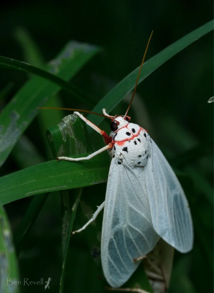 Butterfly and Moth Madness: BioQuest Tips with Ben Revell — QuestaGame