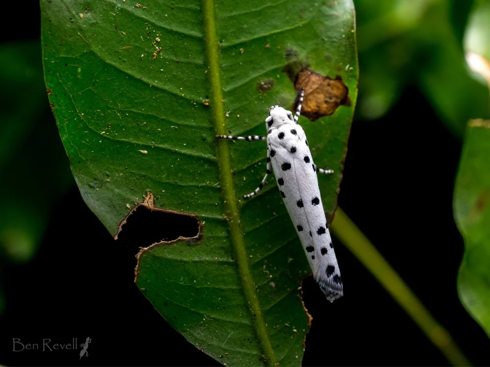 Butterfly and Moth Madness: BioQuest Tips with Ben Revell — QuestaGame