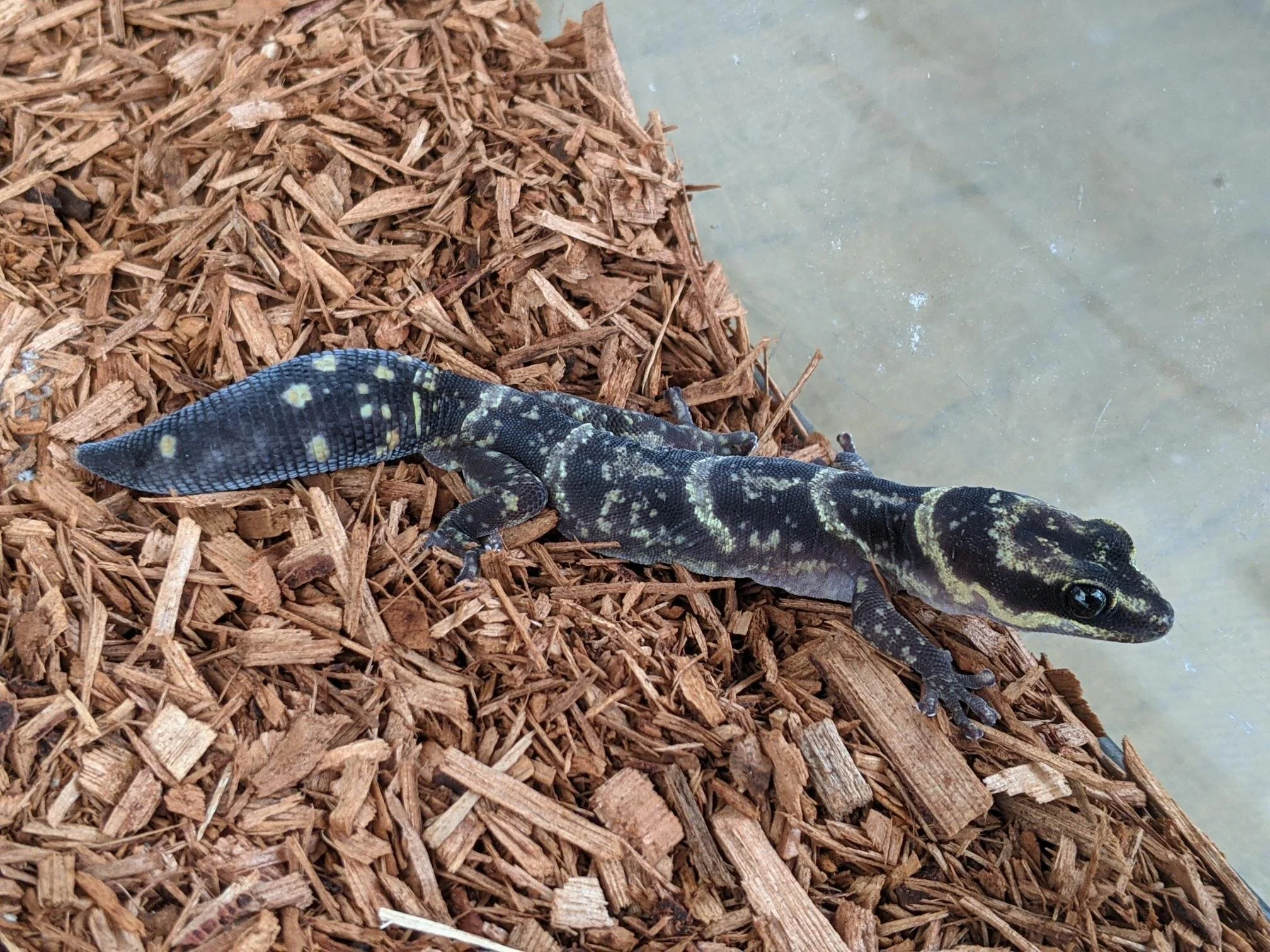 TC - Newsletter, Issue 3, 2021