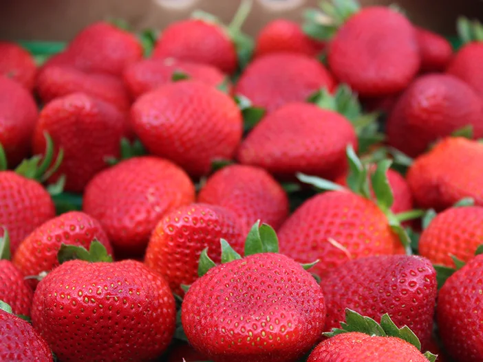 Produce — Louisiana Ag in the Classroom