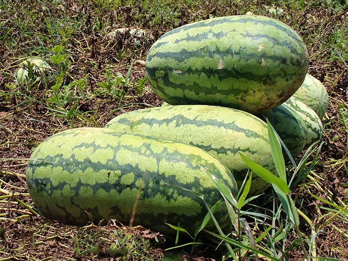 Produce — Louisiana Ag in the Classroom