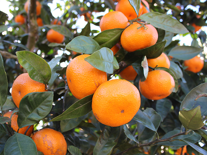 Produce — Louisiana Ag in the Classroom