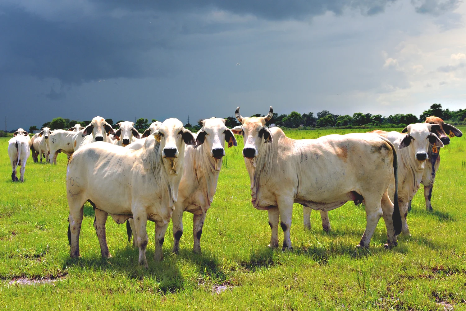 Cattle — Louisiana Ag in the Classroom