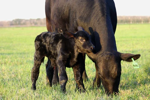 Cattle — Louisiana Ag in the Classroom