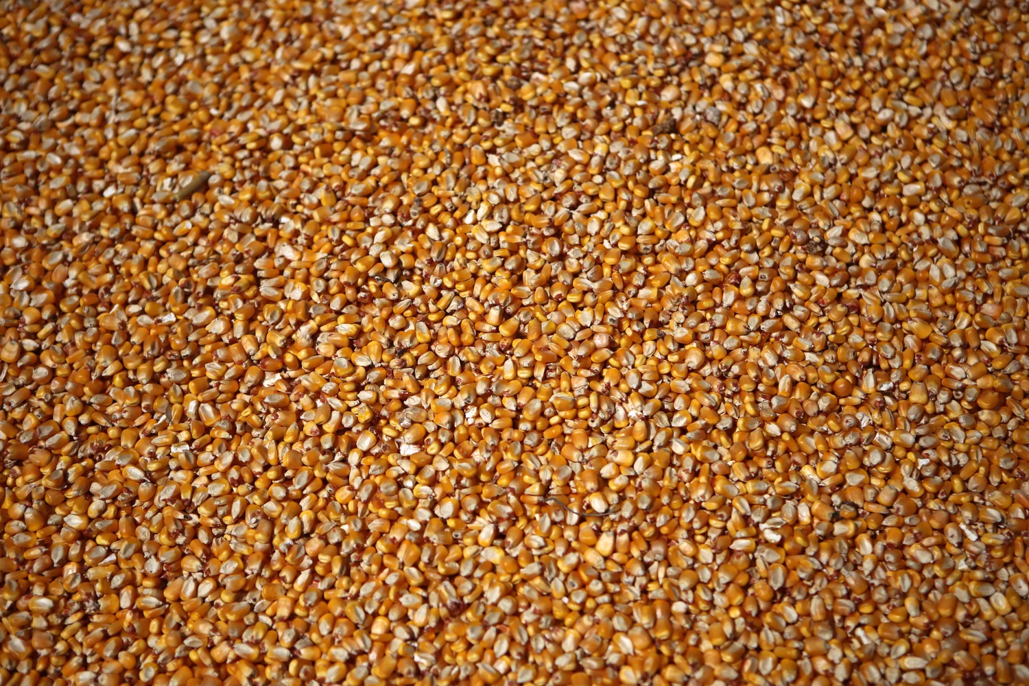 Corn — Louisiana Ag in the Classroom