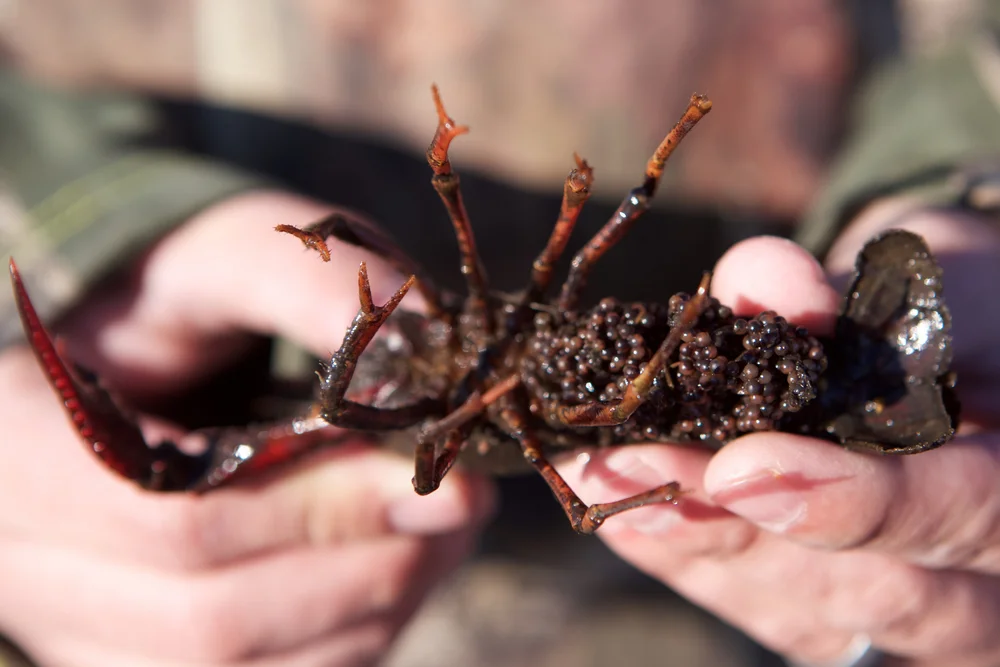 Crawfish — Louisiana Ag in the Classroom