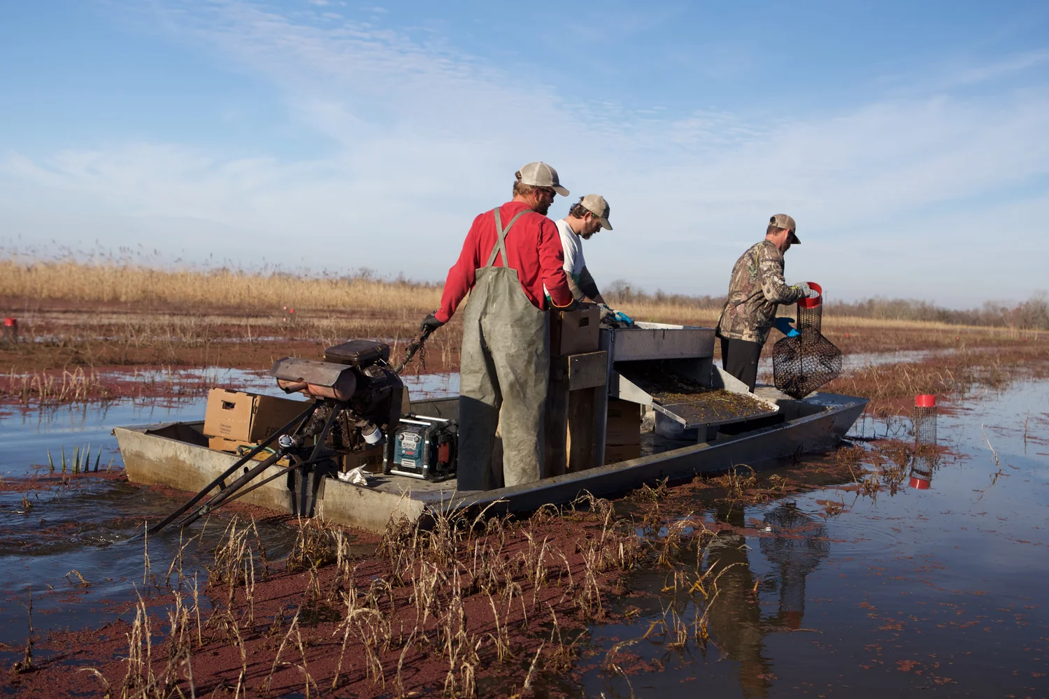 Crawfish — Louisiana Ag in the Classroom