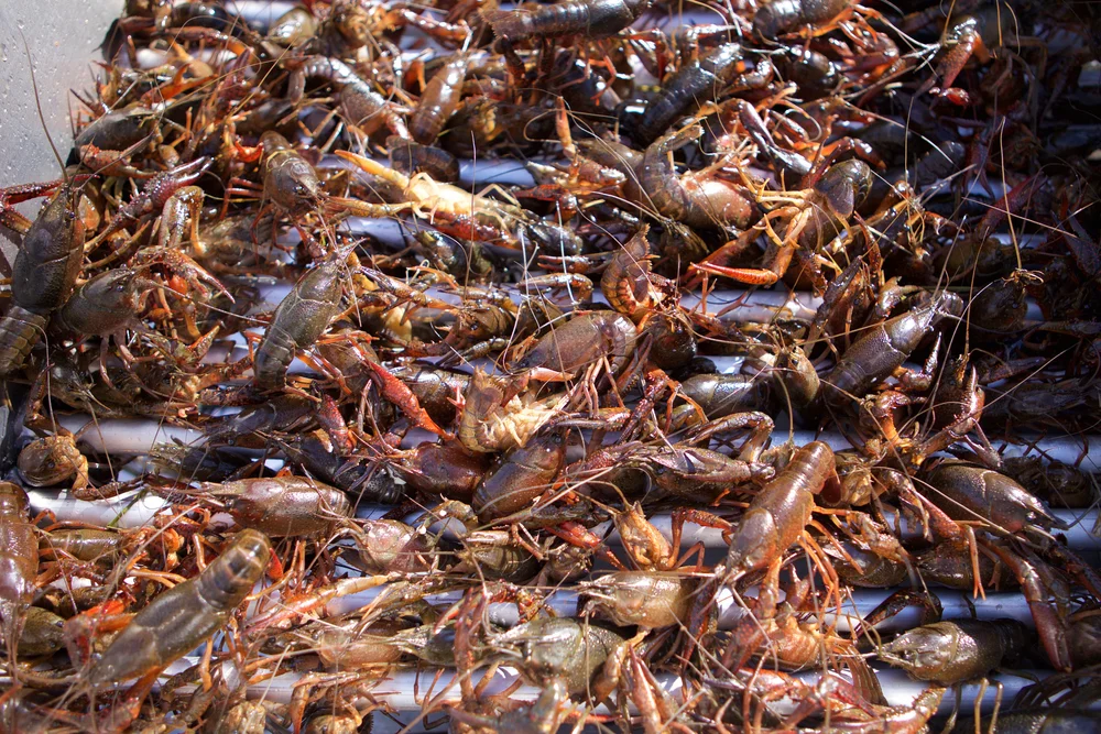 Crawfish — Louisiana Ag in the Classroom