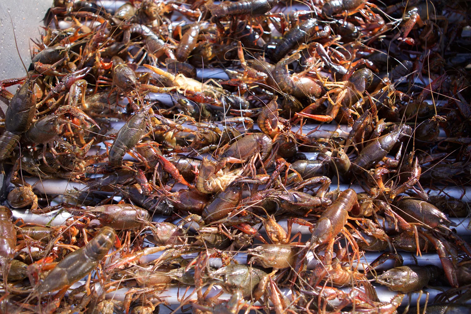 Crawfish — Louisiana Ag in the Classroom