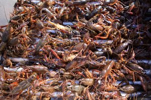 Crawfish — Louisiana Ag in the Classroom