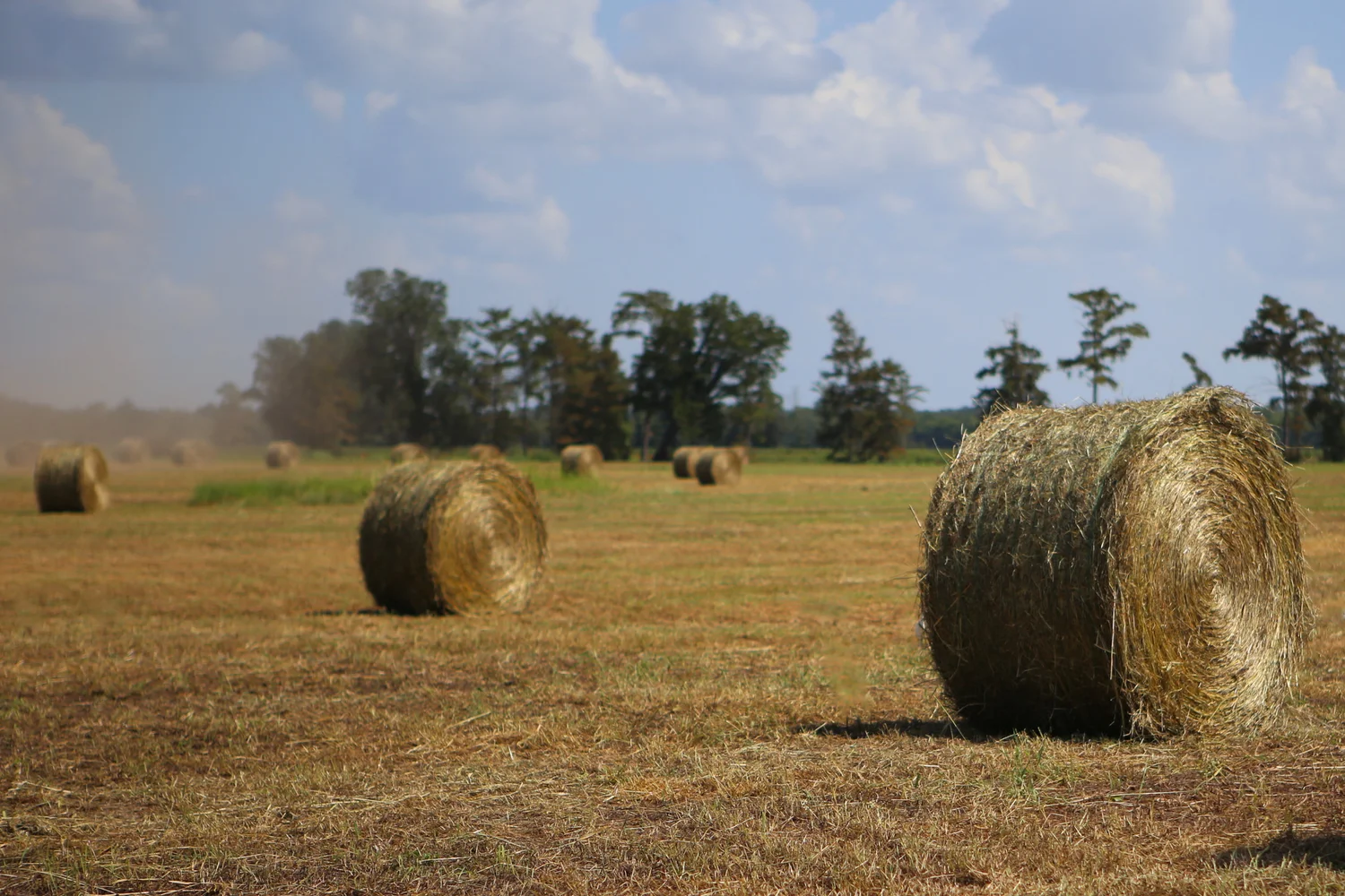Hay — Louisiana Ag in the Classroom