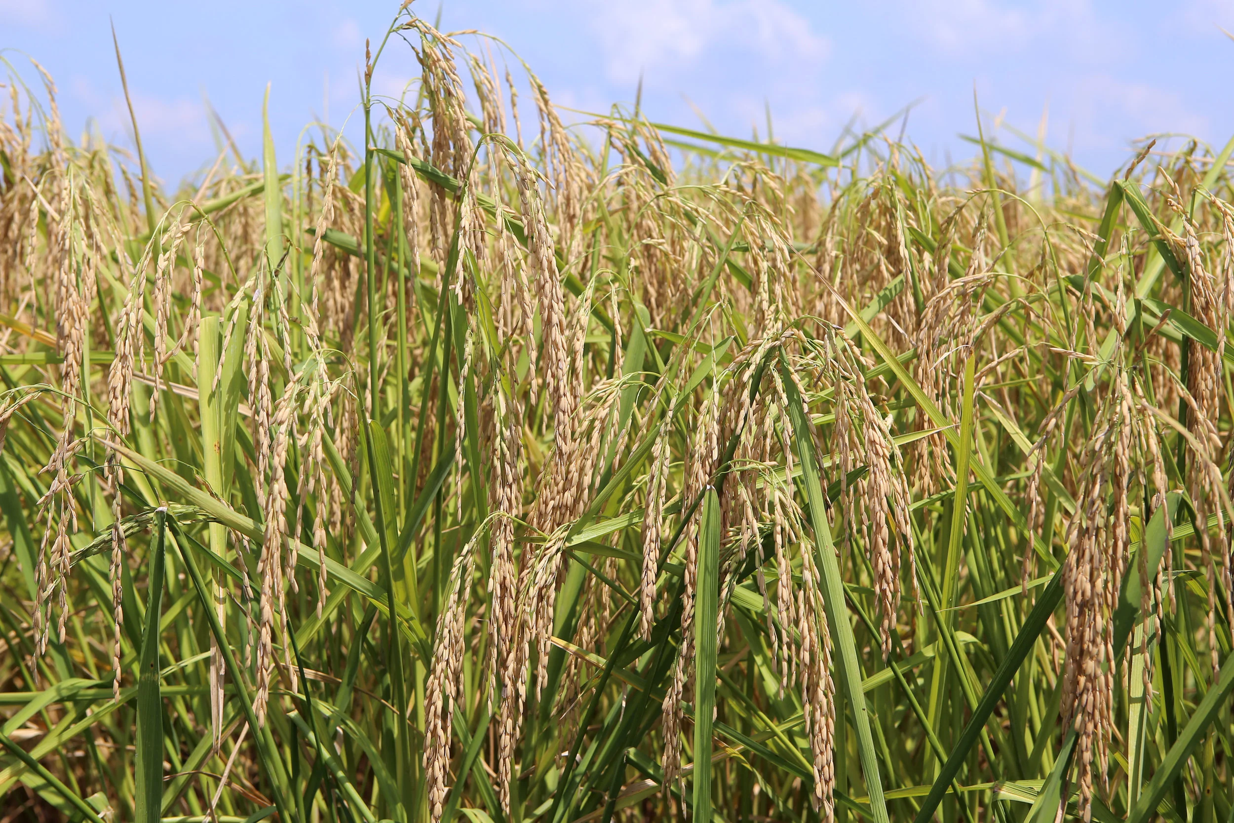 Rice — Louisiana Ag in the Classroom