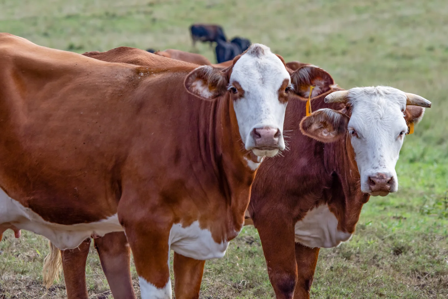 Cattle — Louisiana Ag in the Classroom