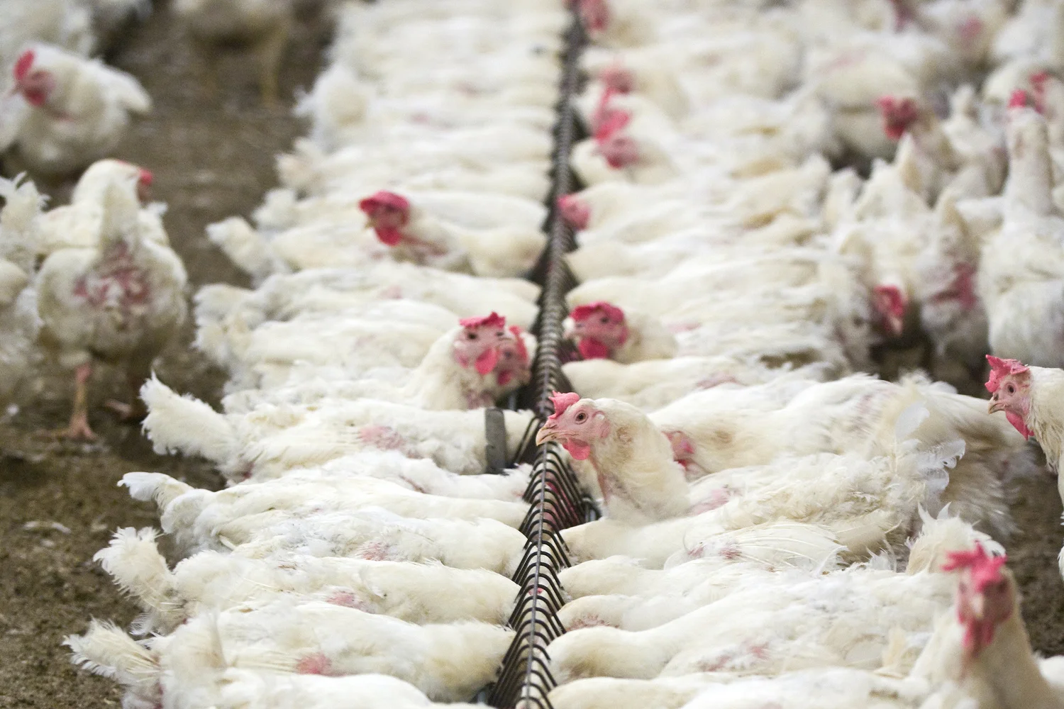 Poultry — Louisiana Ag in the Classroom