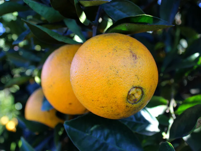 Citrus — Louisiana Ag in the Classroom