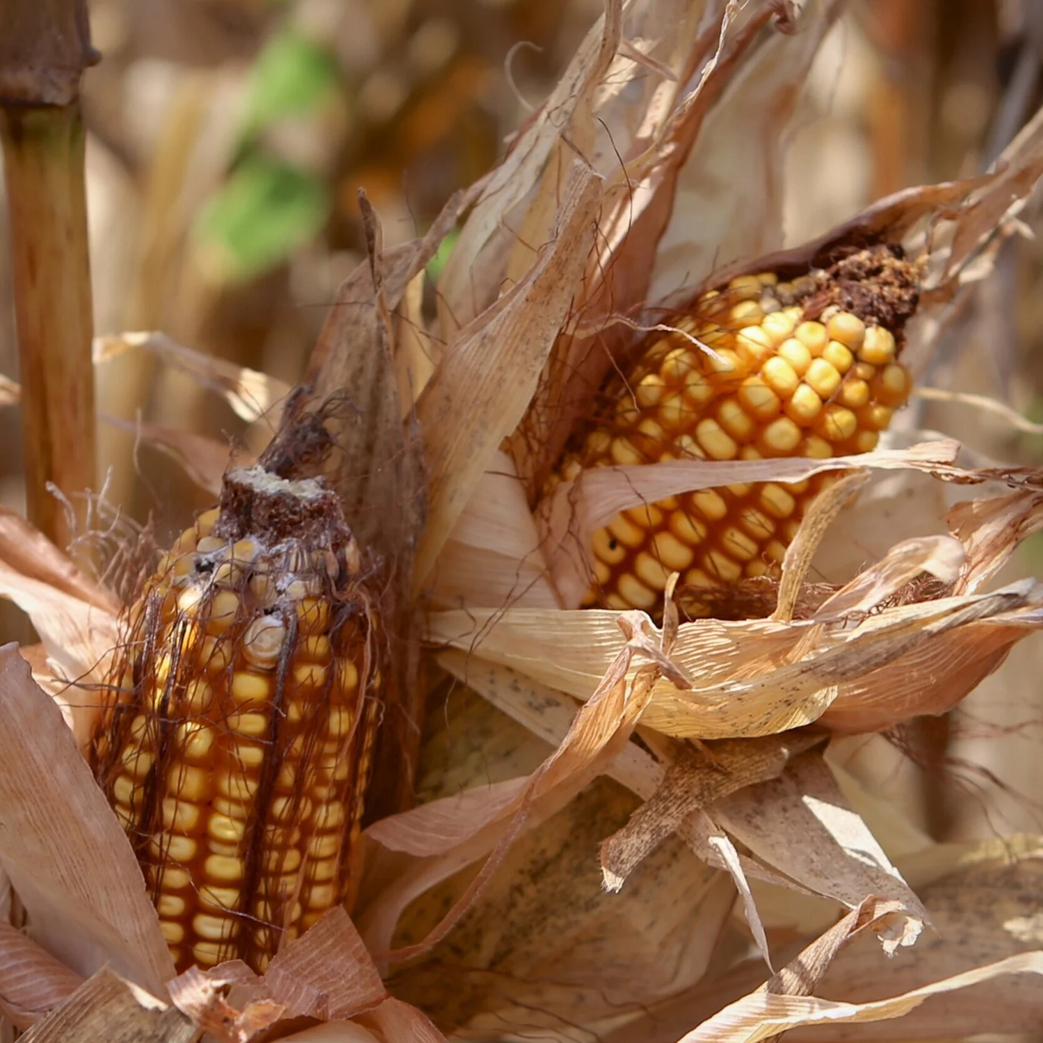 Commodities — Louisiana Ag in the Classroom