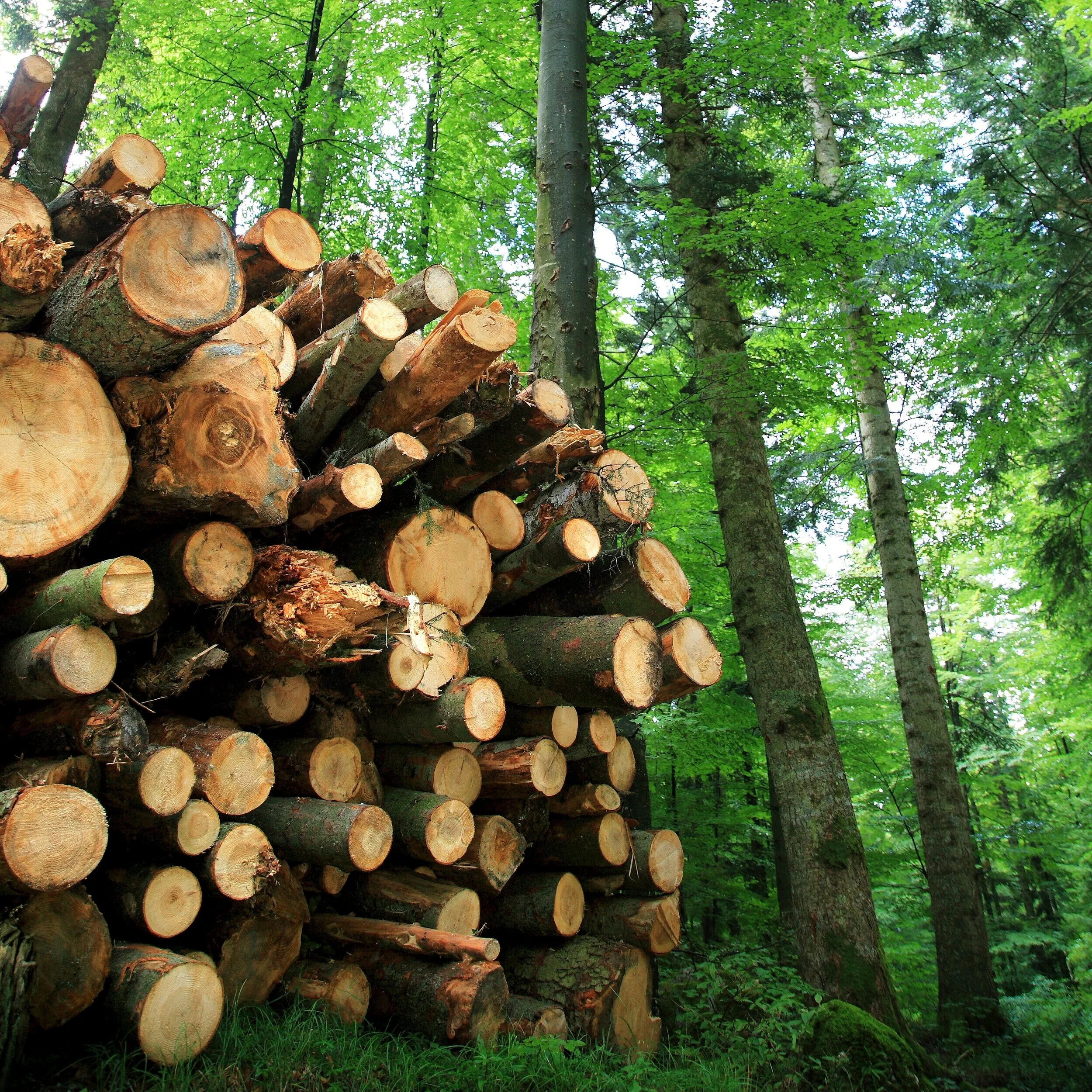 Commodities — Louisiana Ag in the Classroom