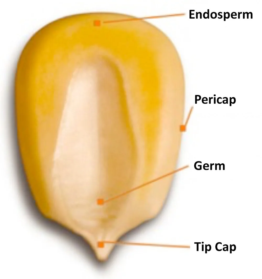 Corn — Louisiana Ag in the Classroom