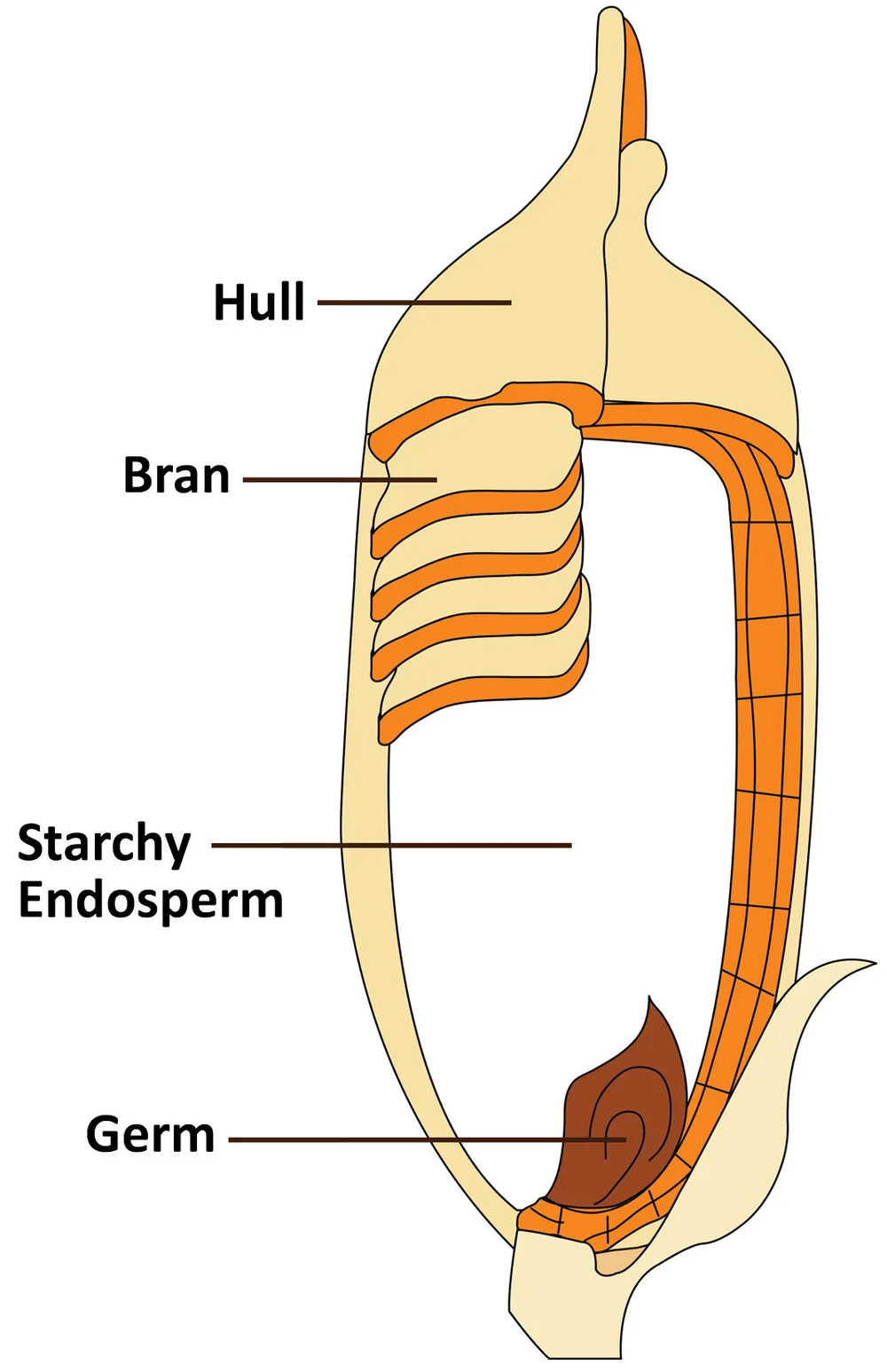 Rice — Louisiana Ag in the Classroom