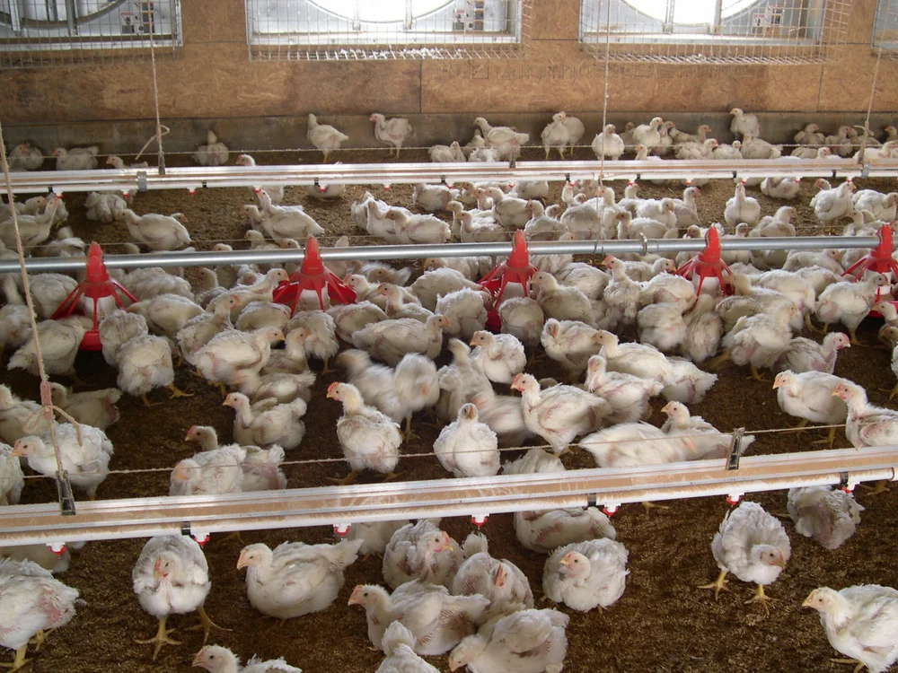 Poultry — Louisiana Ag in the Classroom
