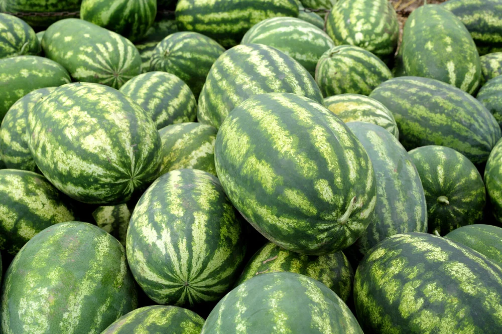 Watermelon — Louisiana Ag in the Classroom