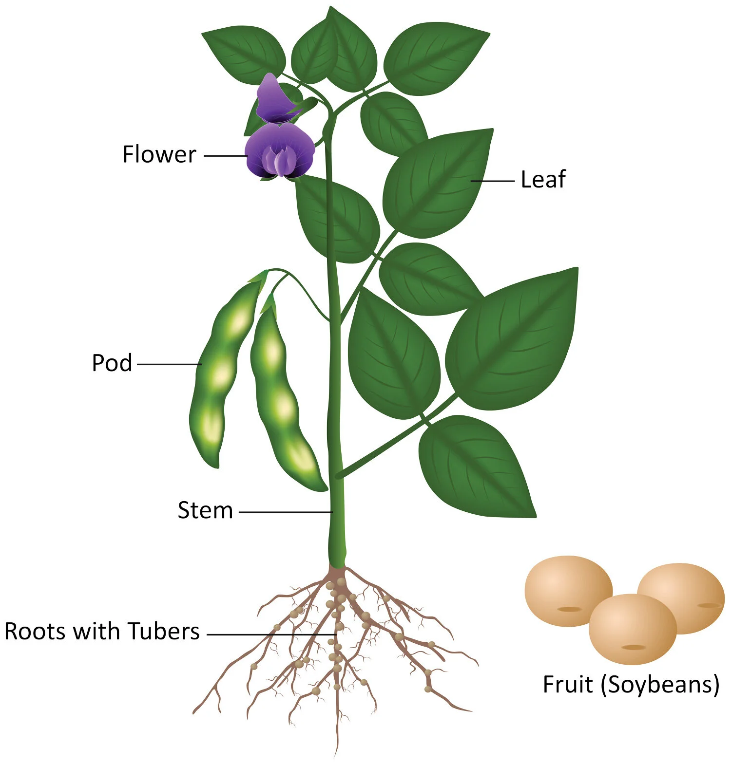 Soybeans — Louisiana Ag in the Classroom