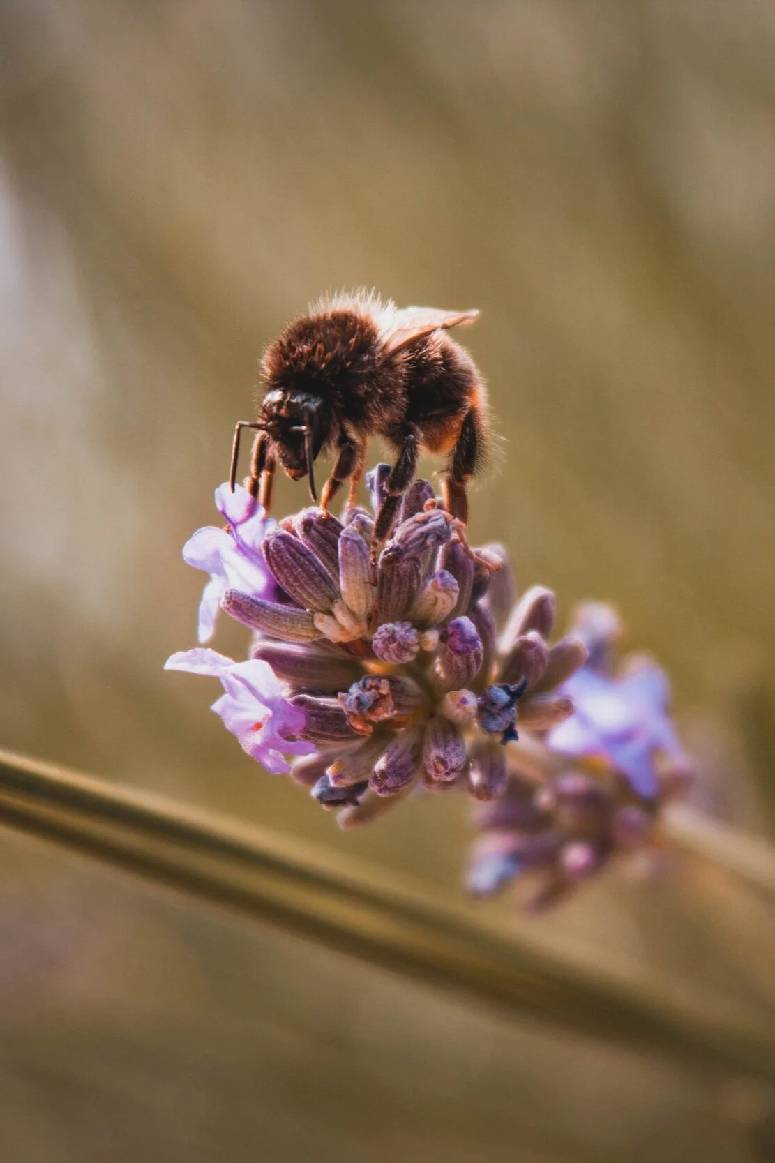 Honey Bees — Louisiana Ag in the Classroom