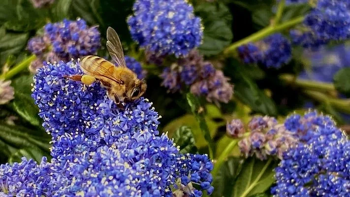 Honey Bees — Louisiana Ag in the Classroom