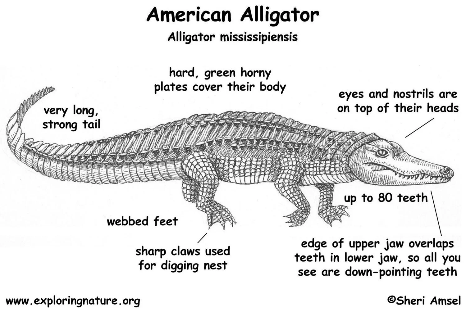 Alligators — Louisiana Ag in the Classroom