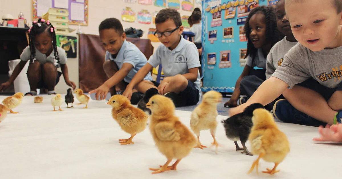 Louisiana Ag in the Classroom