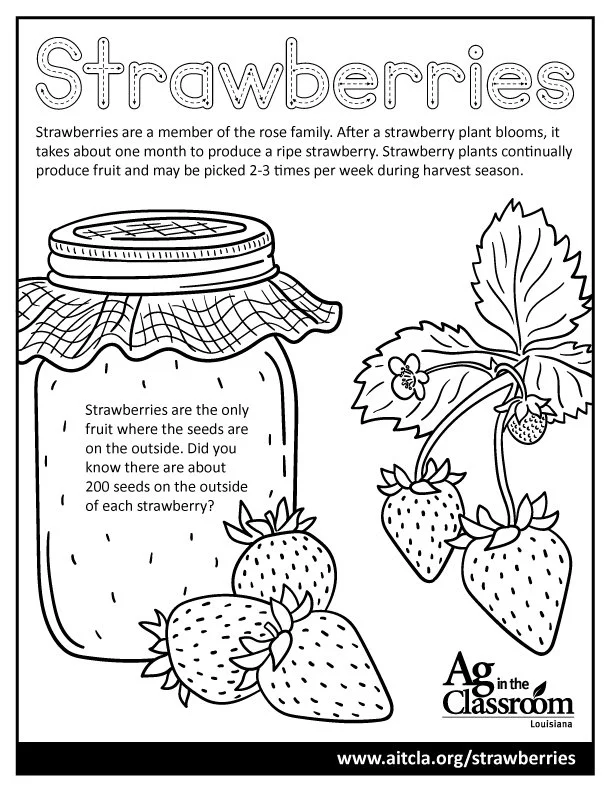 Strawberries — Louisiana Ag in the Classroom