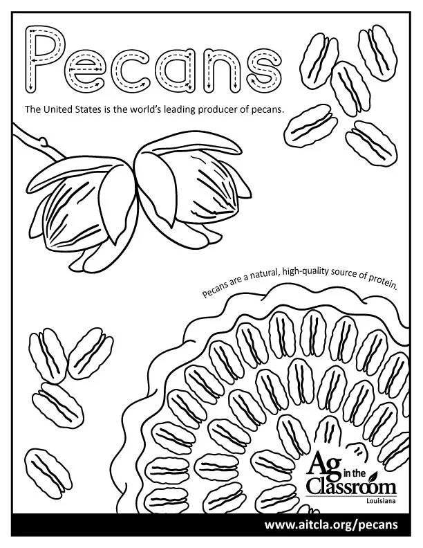 Pecans — Louisiana Ag in the Classroom