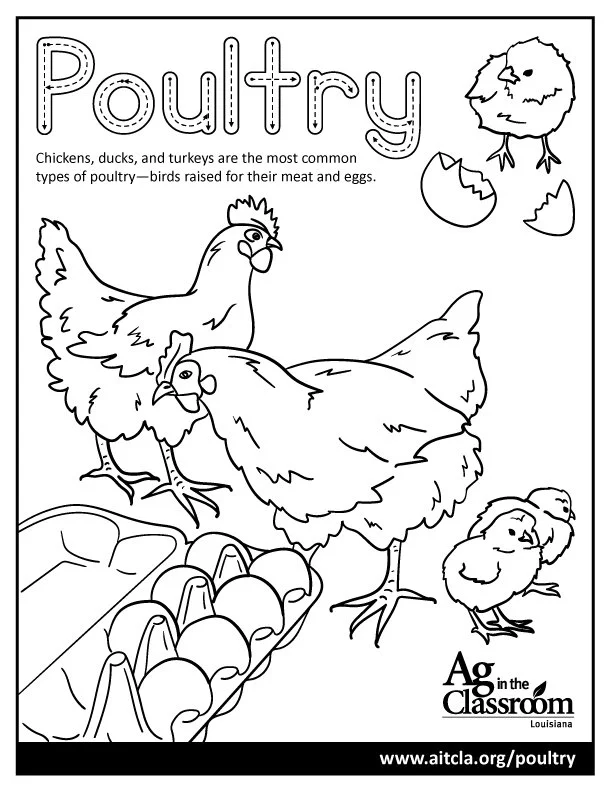 Poultry — Louisiana Ag in the Classroom