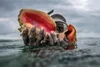 In Bahamas, conch fishing is way of life. But for how long? — AP Photos