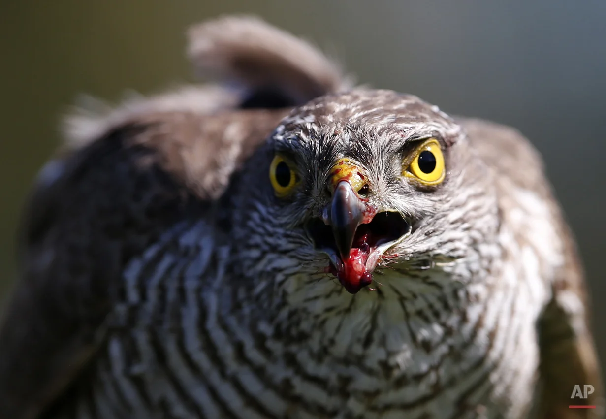Serbia breeding falcons — AP Images Spotlight