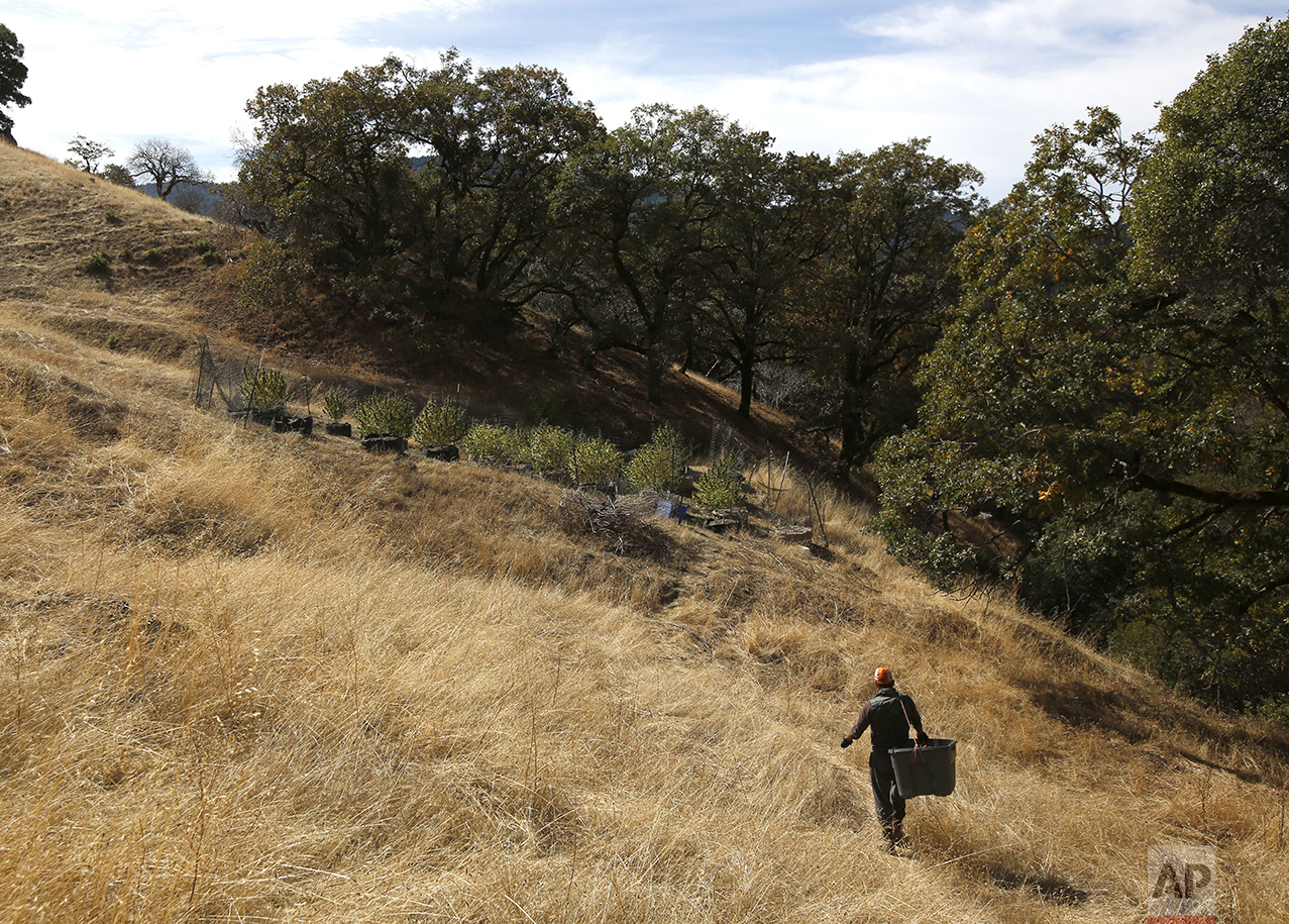 California's Emerald Triangle — AP Images Spotlight