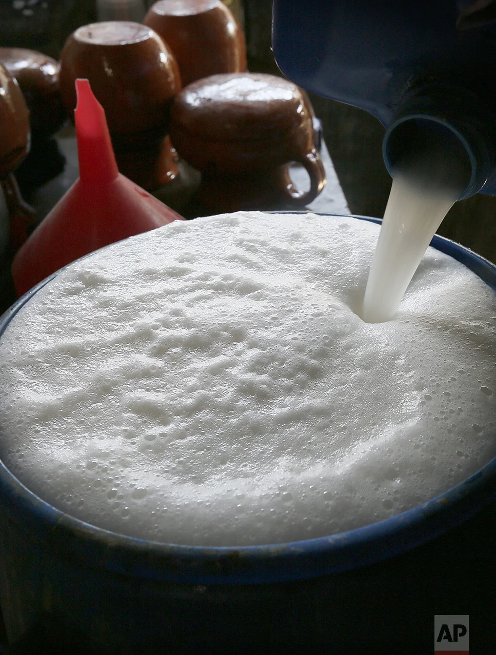 Mexico's ancient beverage of pulque makes a comeback — AP Images Spotlight