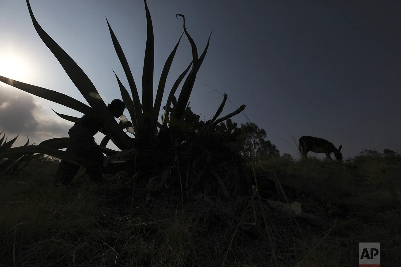 Mexico's ancient beverage of pulque makes a comeback — AP Photos