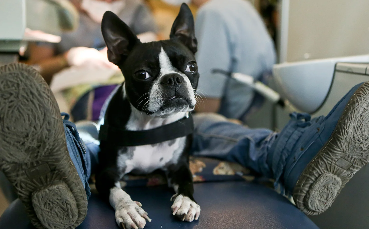 In Chile, dogs help kids with autism — AP Photos