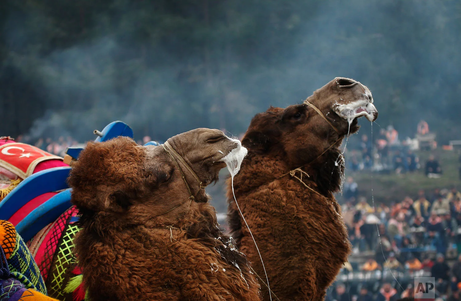 Camels wrestle in traditional Turkish event — AP Images Spotlight