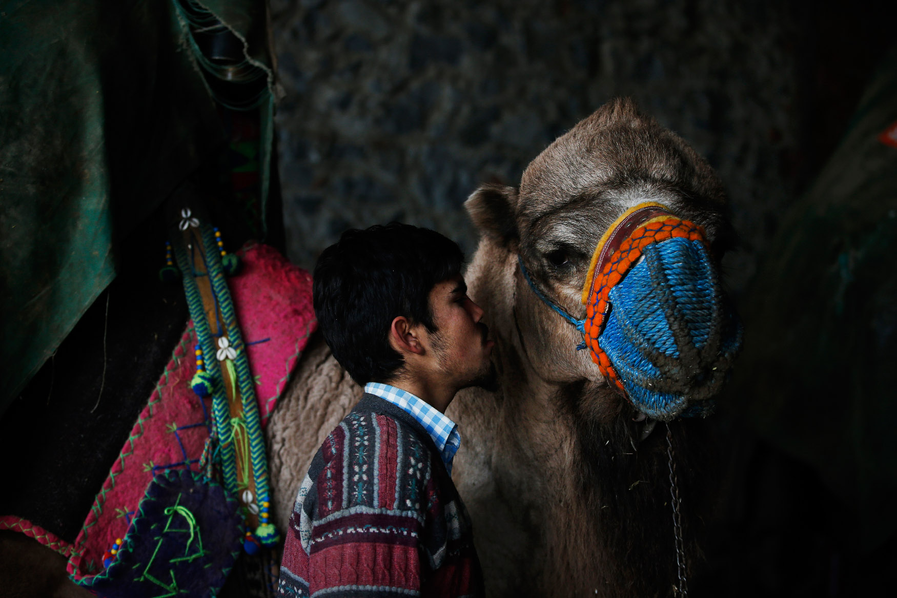 Camels wrestle in traditional Turkish event — AP Images Spotlight