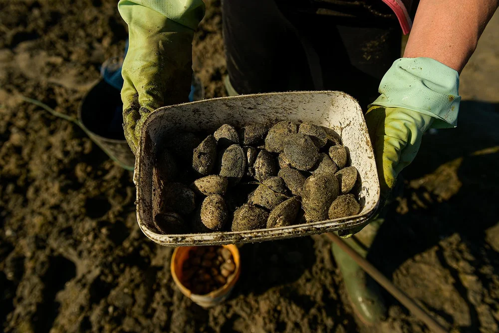 As Spain's 'peasant farmers of the sea,' groups of women dig for clams ...
