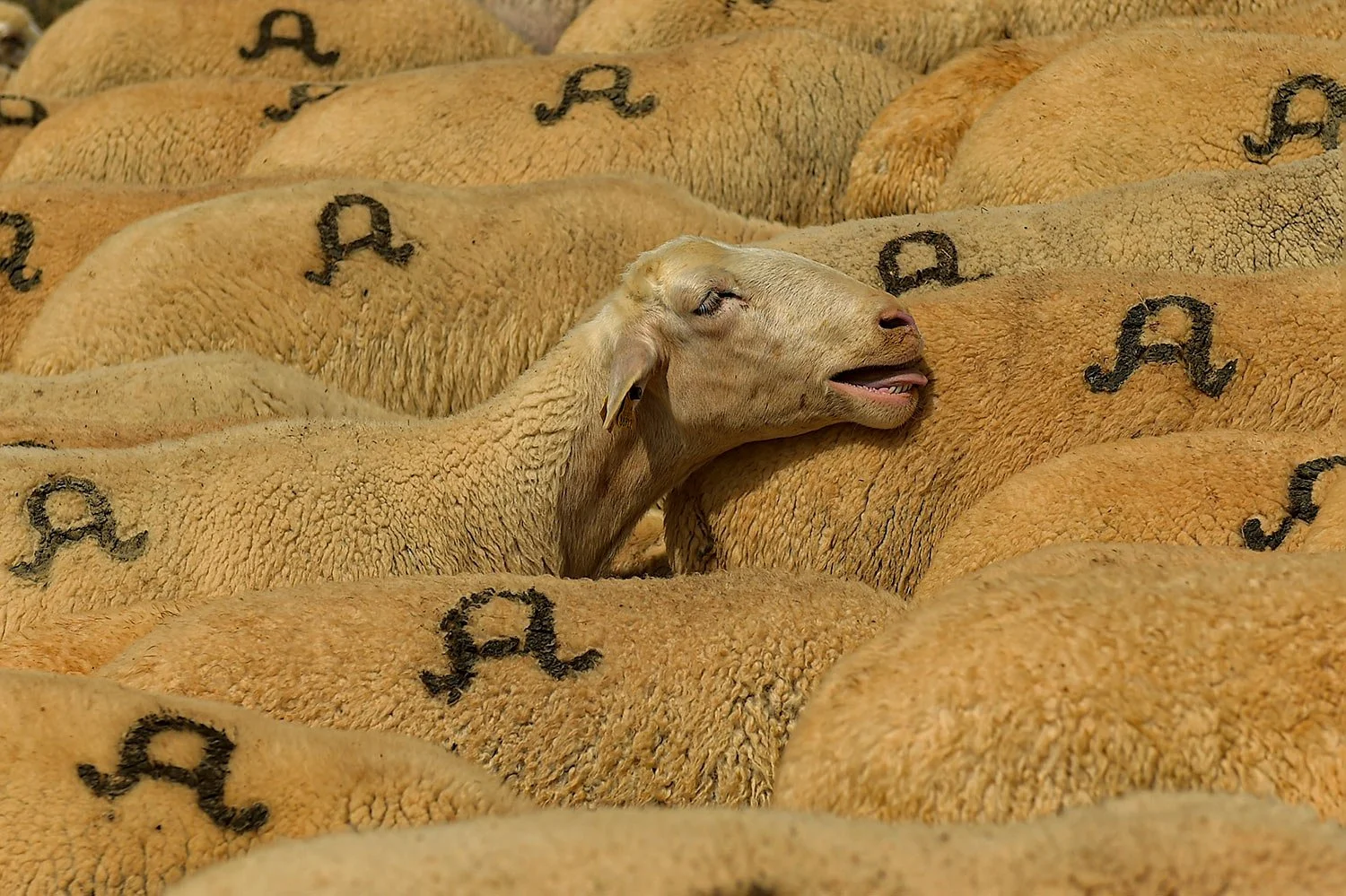 A shepherd keeps up the ancient rite of guiding sheep across northern ...