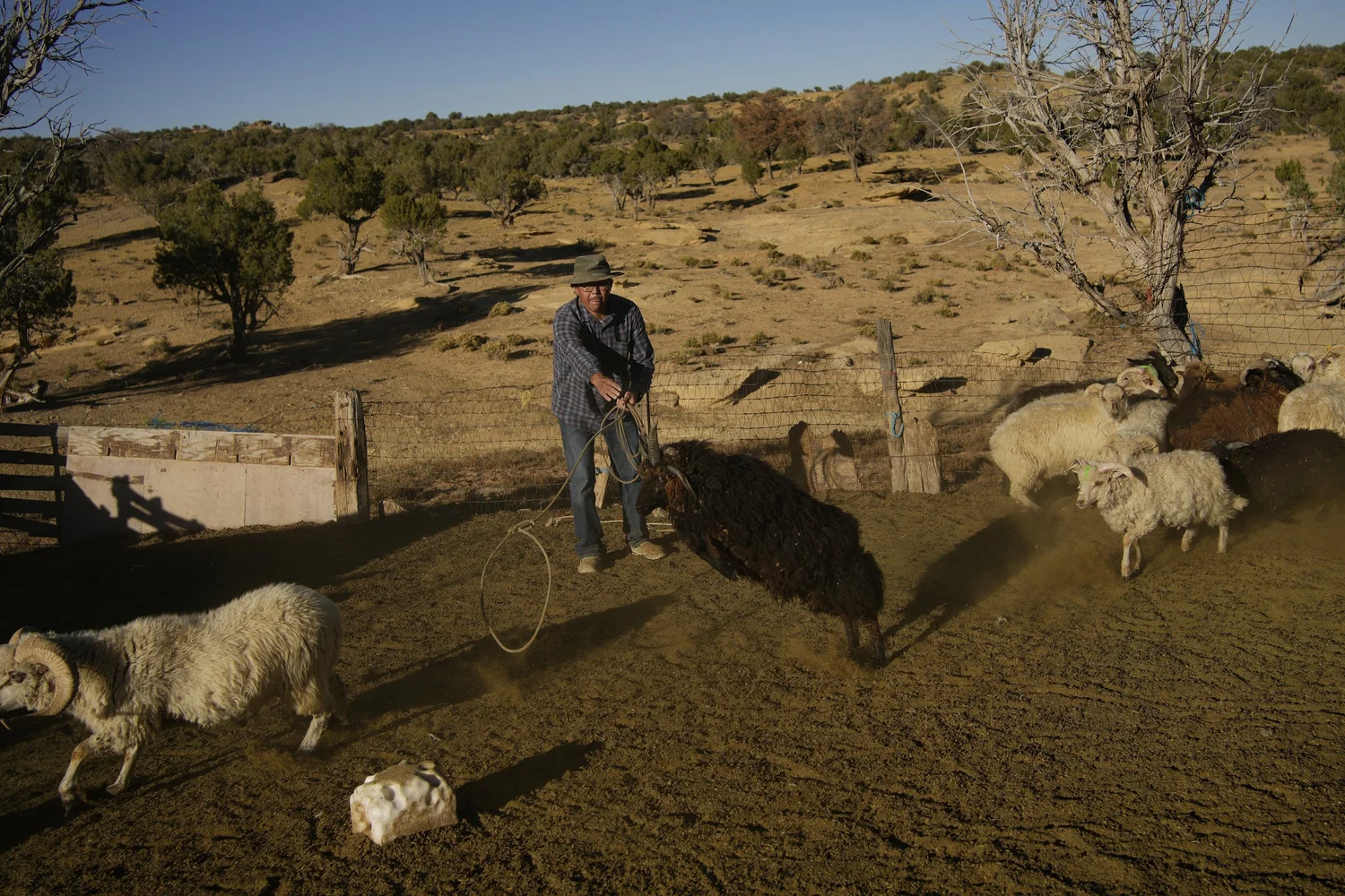 Navajo sheep herding at risk from climate change. Some young people ...