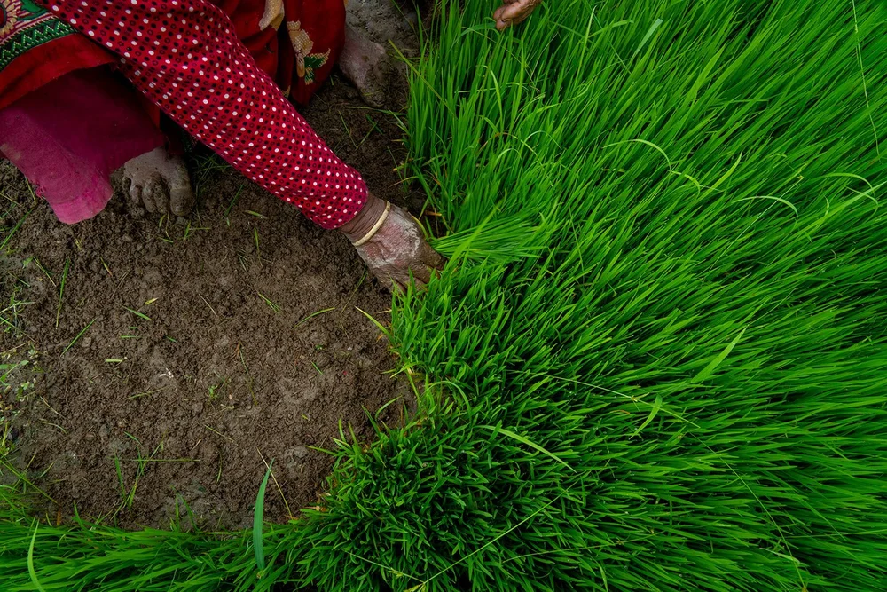 Farmers in Nepal celebrate rice planting day with special feasts and ...