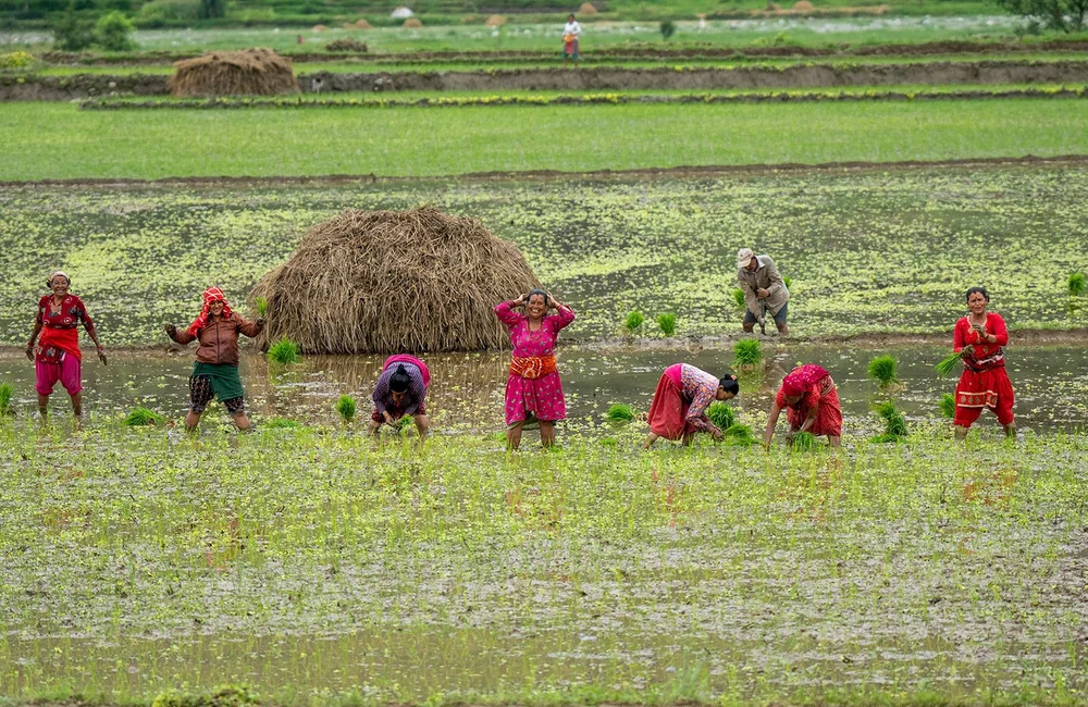 Farmers in Nepal celebrate rice planting day with special feasts and ...