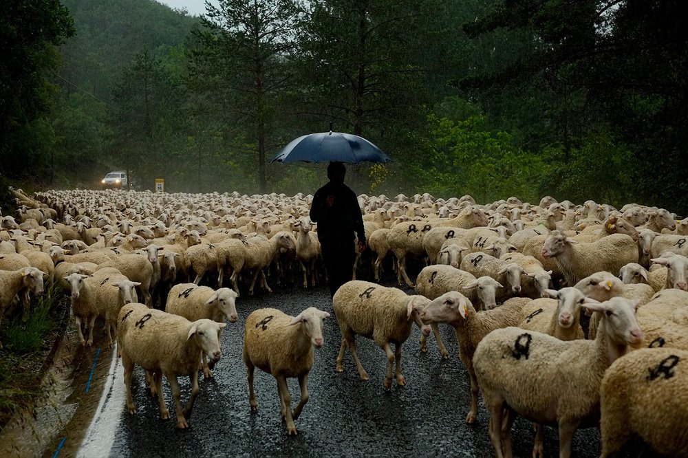 A shepherd keeps up the ancient rite of guiding sheep across northern ...