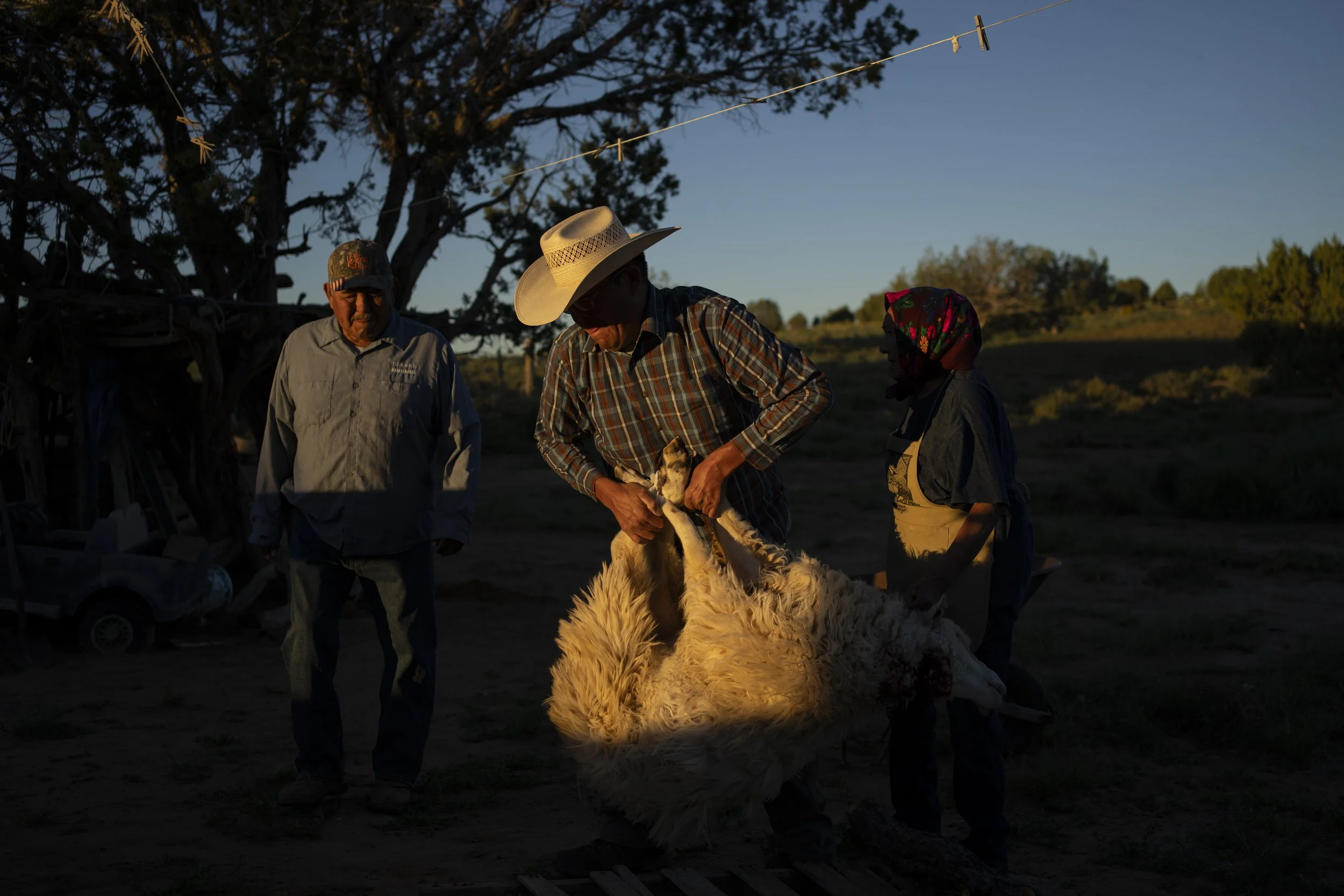 Navajo sheep herding at risk from climate change. Some young people ...
