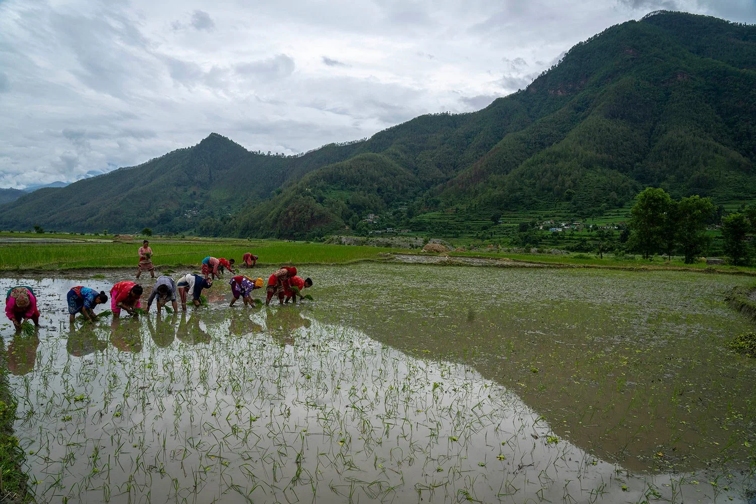 Farmers in Nepal celebrate rice planting day with special feasts and ...